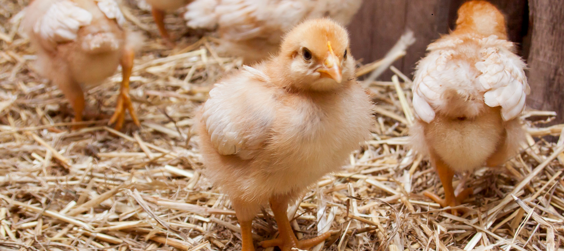 Animal Feed Store - Deer Park, NY | The Barn Pet Feed & Supplies